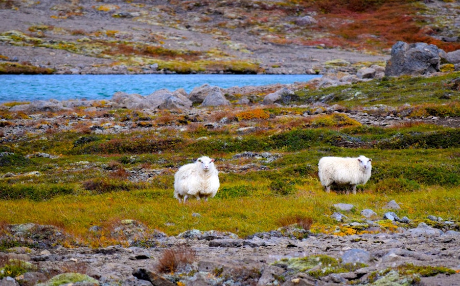 5 Reasons Why You Should Visit Iceland in the Fall