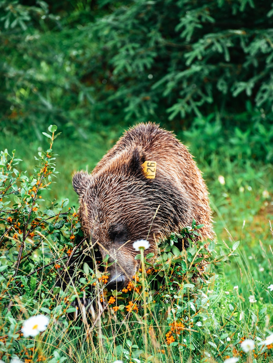 Looking for Wildlife? Try One of These 6 Wild Drives