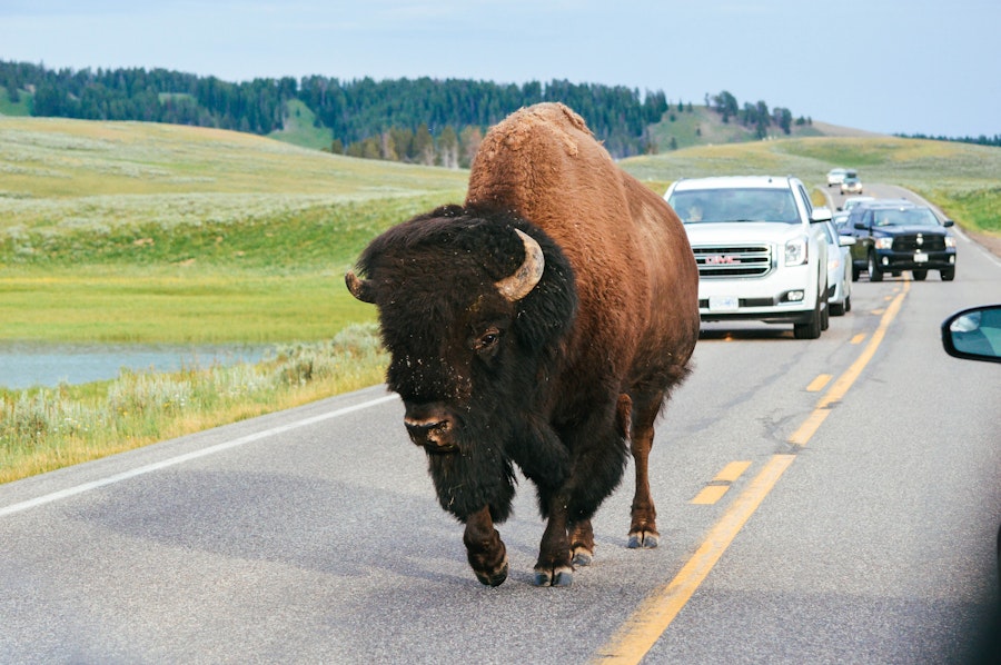 Looking for Wildlife? Try One of These 6 Wild Drives
