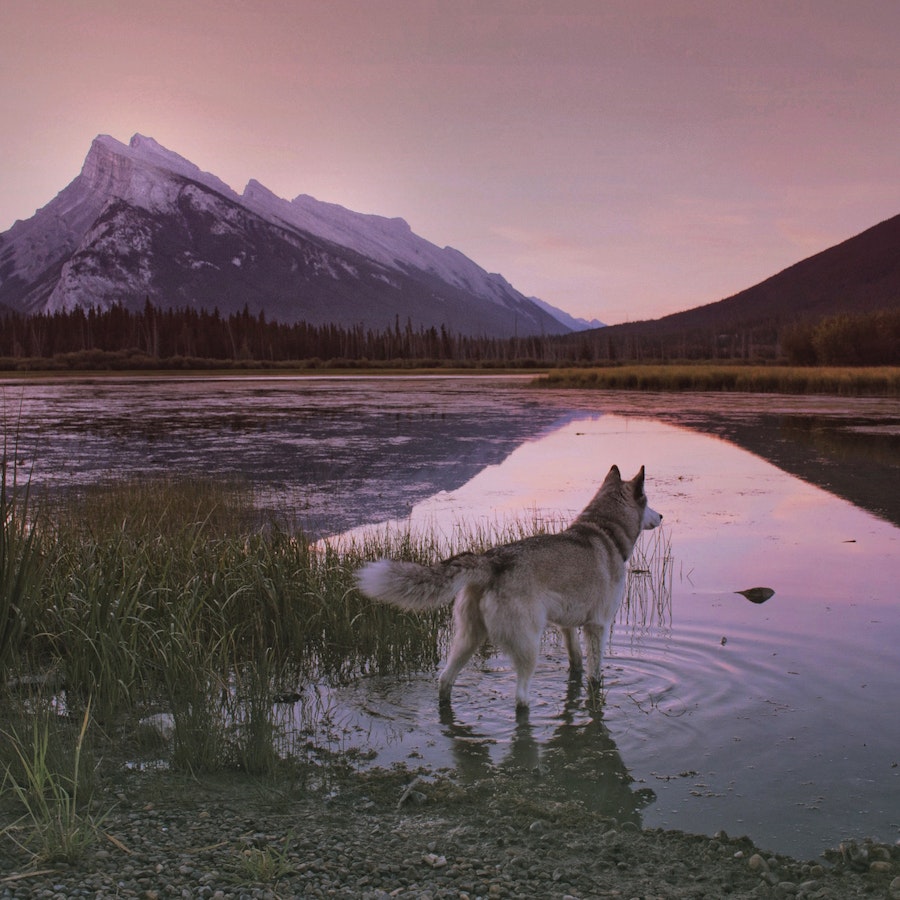 Driving Cross Country With My Dogs, A Dream Come True